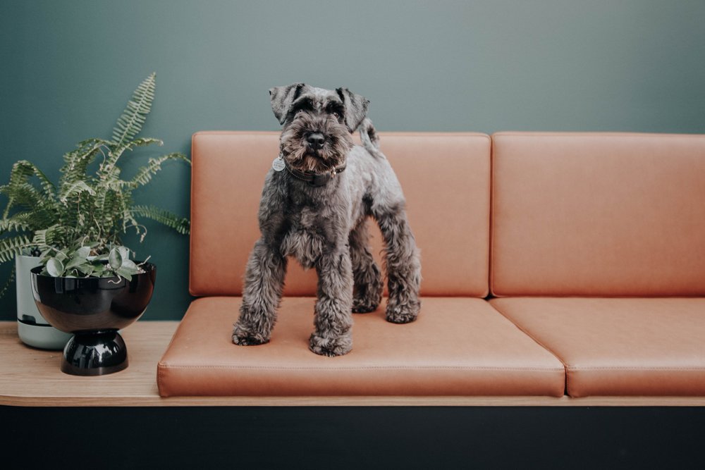 Guide to Dog Desexing | Tooronga Vets — Tooronga Veterinary Hospital