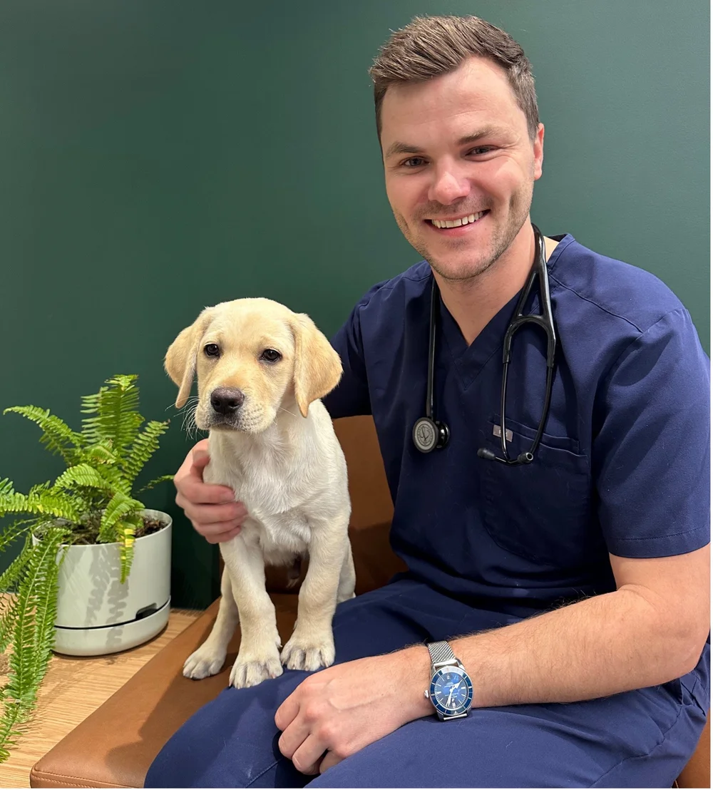 Guide to Dog Desexing | Tooronga Vets — Tooronga Veterinary Hospital