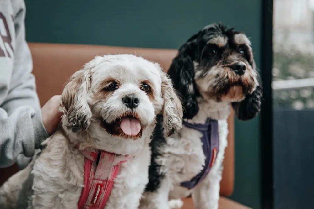 What Are Intestinal Worms in Dogs | Tooronga Vets — Tooronga Veterinary ...