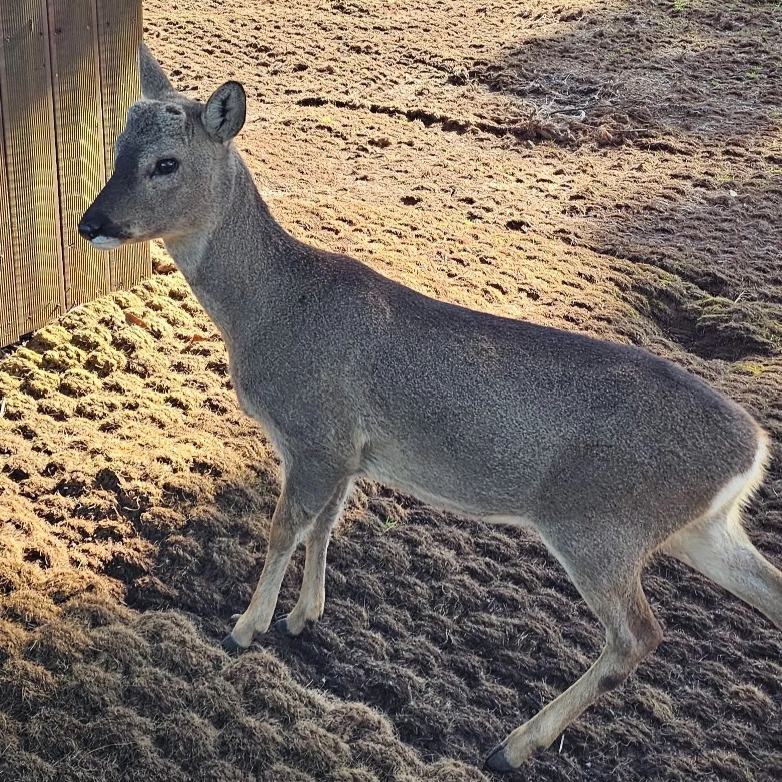 A Jeju City Day Out: Halal Food, Coastal Running, Roe Deer and Chicken ...