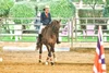 What is Working Equitation? — Working Equitation Academy