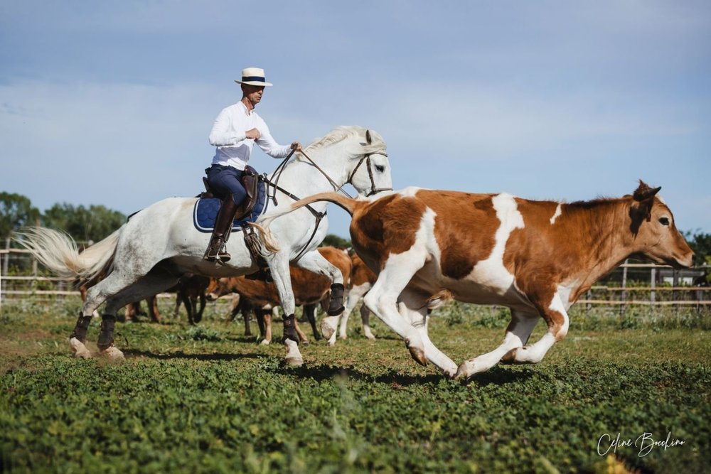 What is Working Equitation? — Working Equitation Academy