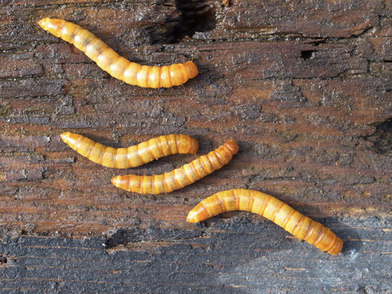 10 Fascinating Facts About Mealworms — Insect Farmers of America
