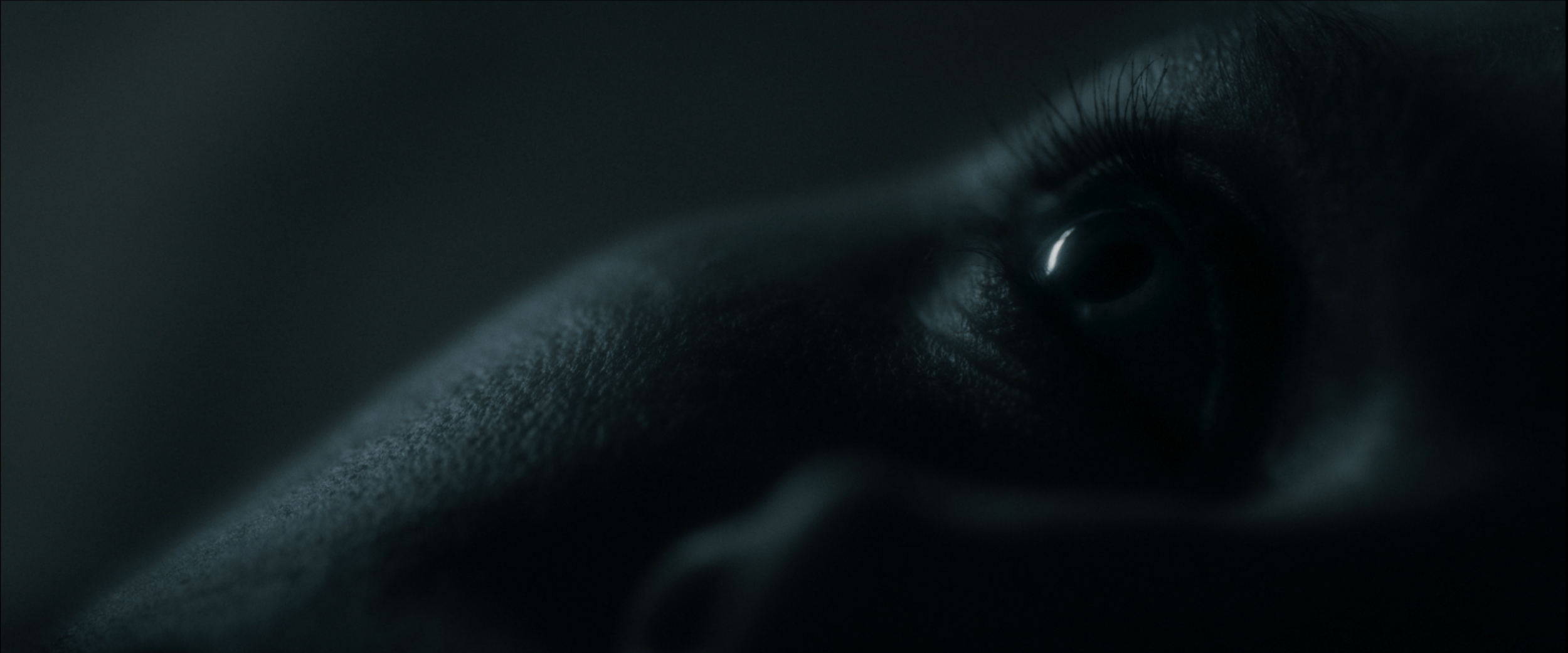 Psychology of Cinematic Framing: Perspective — Dany Lavoie Cinematographer