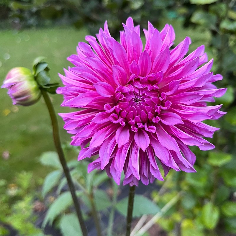 Dahlia tubers and fresh flowers located in Rockford, MI