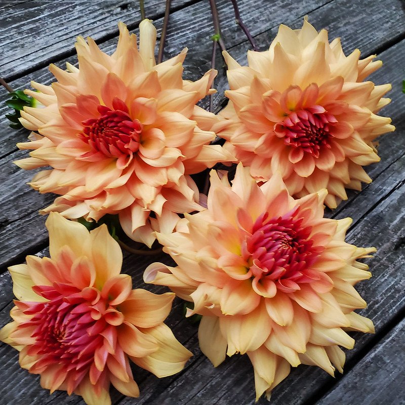 Terracotta 5 Pack — Camelot Flower Plot