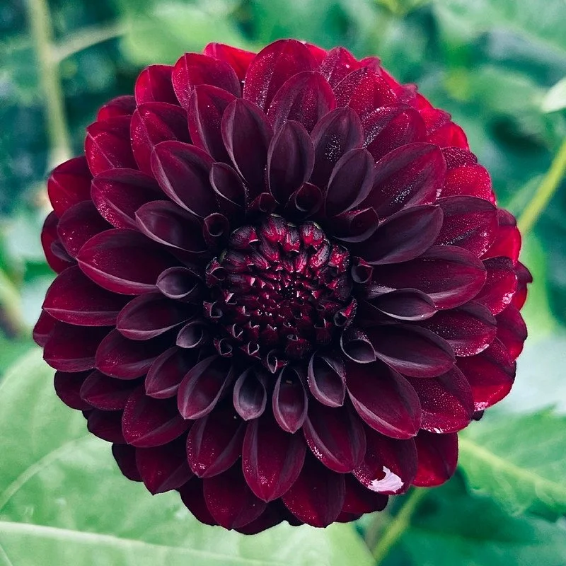 Dahlia Tubers — Camelot Flower Plot