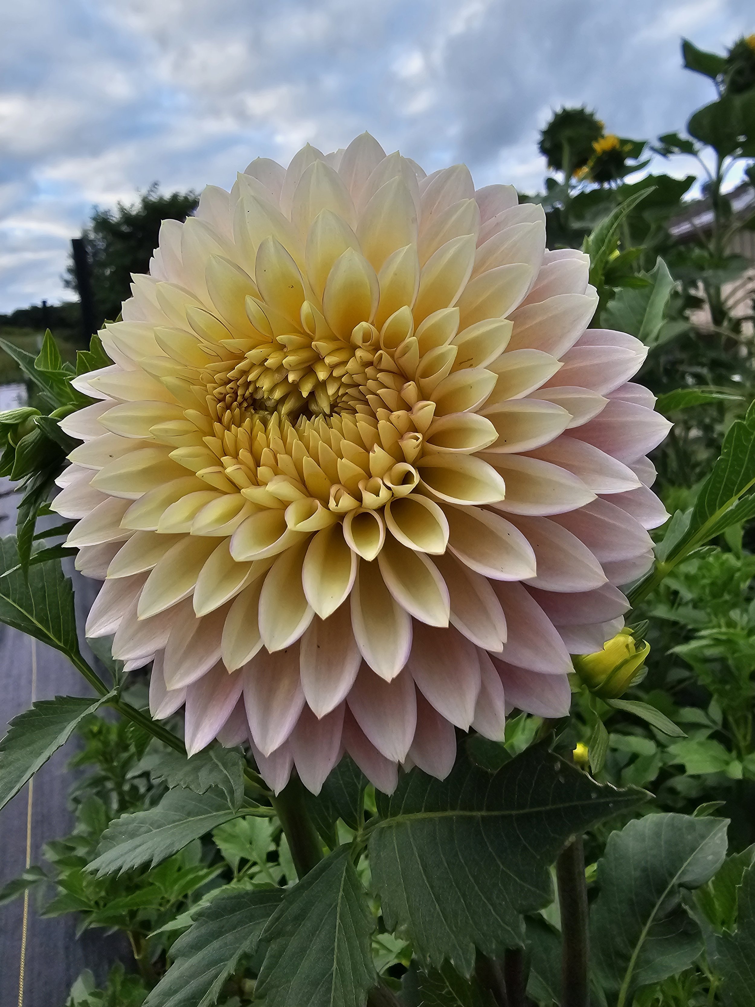 Dahlia Tubers — Camelot Flower Plot