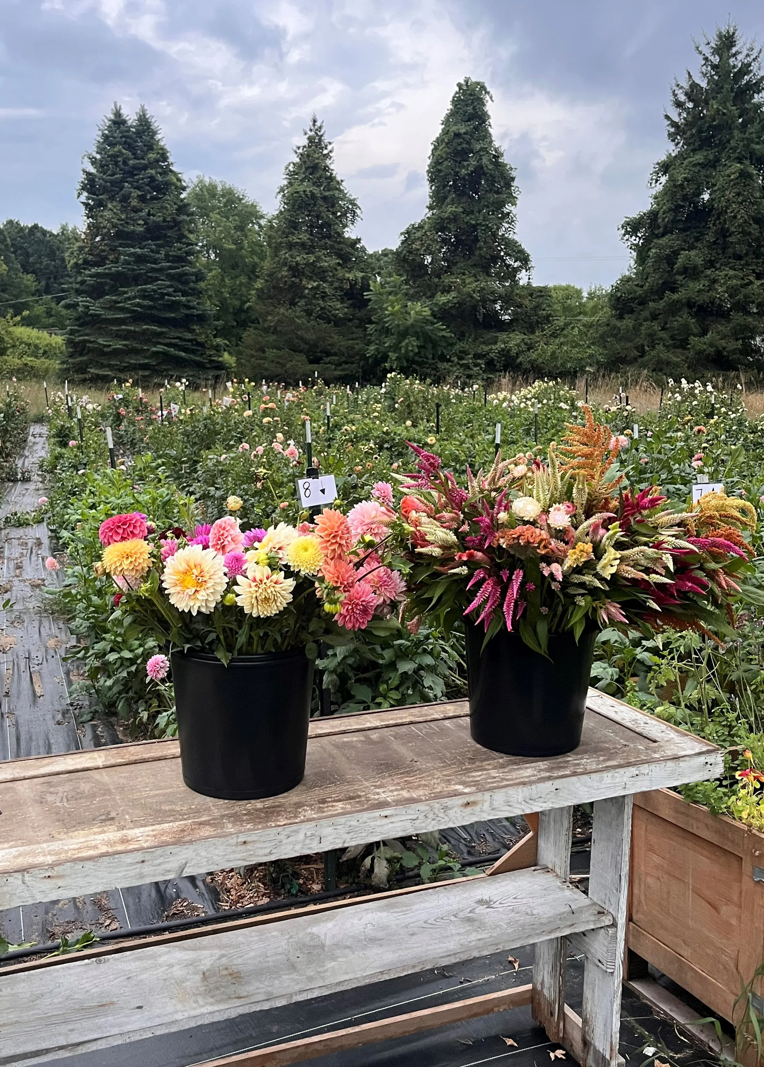 Camelot Flower Plot | Explore Beautiful Dahlias – Shop Now