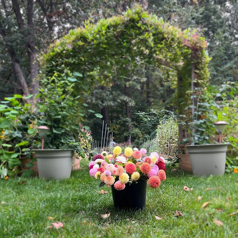 Camelot Flower Plot