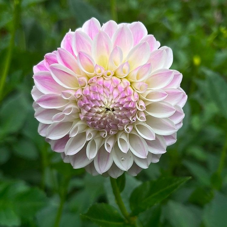 Camelot Flower Plot