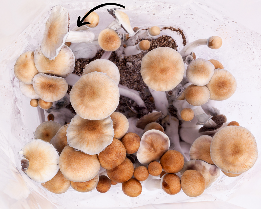Growing Magic Mushrooms at Home: A Beginner’s Guide for Mindful Healing ...