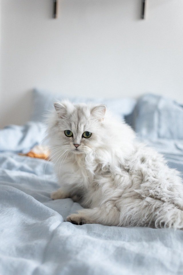 The 11 Most Affectionate Cat Breeds: Cuddle Buddies Extraordinaire ...