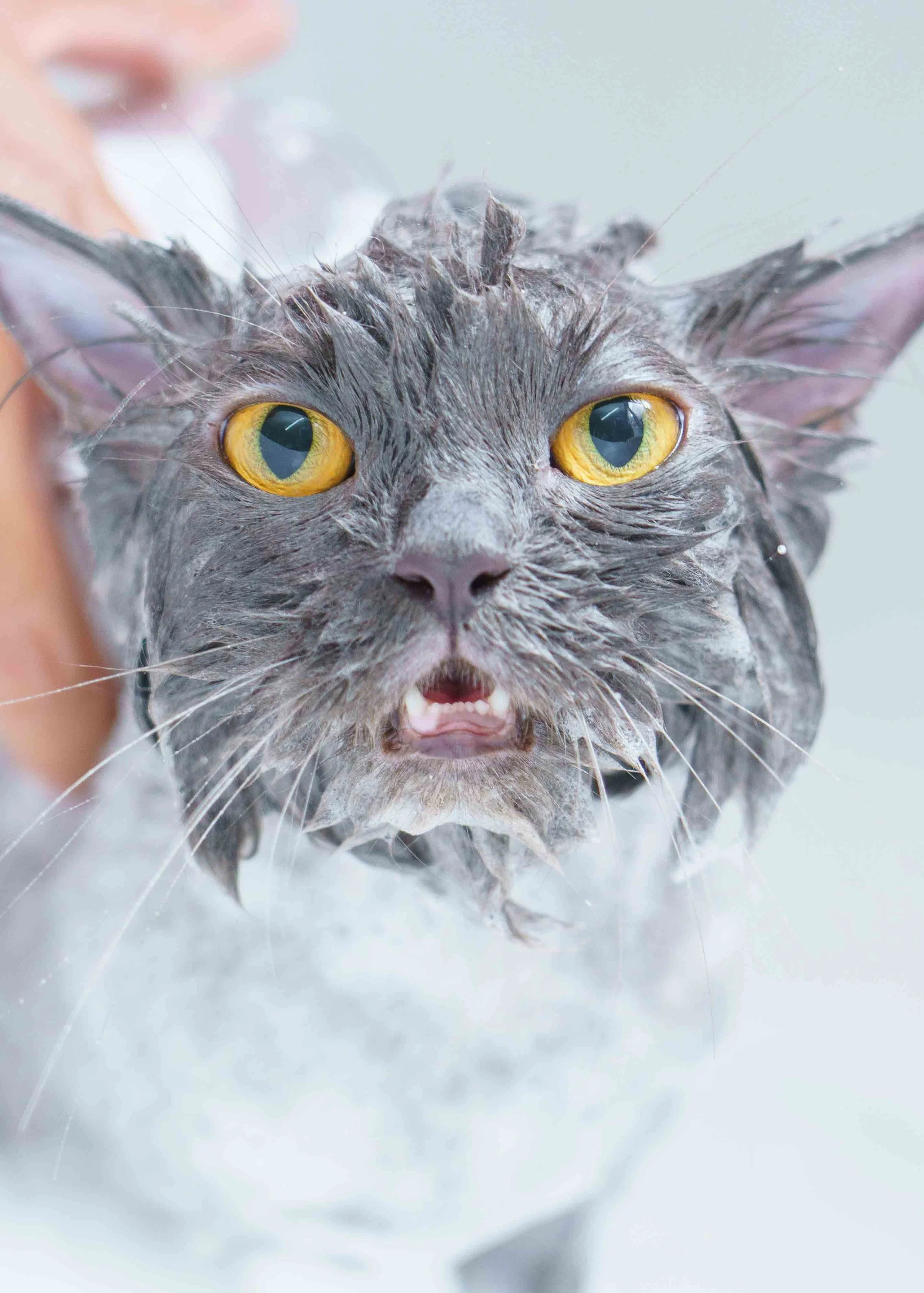 Bathing Your Cat: When And How To Do It Right — Best Pet Daily