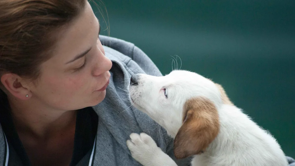 How to Foster a Dog: Essential Tips for First-Timers — Best Pet Daily