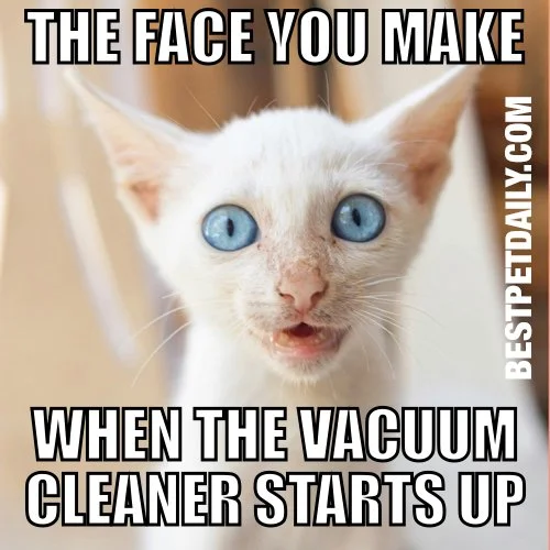 Cat Vacuum Memes