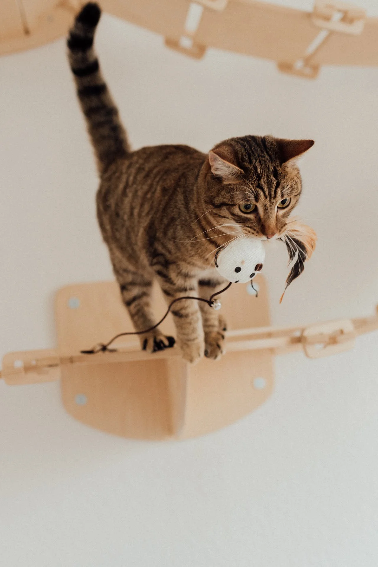 The Wonderful Impact of Play on Cat Behavior & Wellbeing — Best Pet Daily