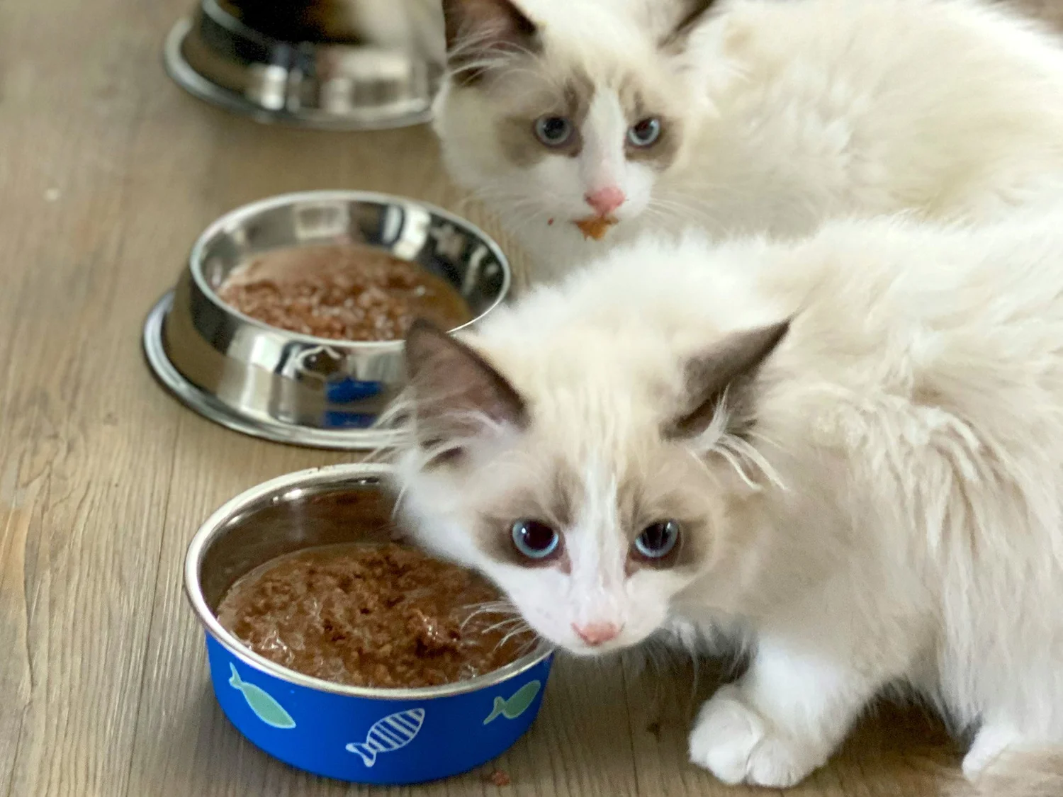 The Complete Guide to Balanced Nutrition for Your Cat — Best Pet Daily