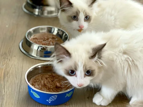 The Complete Guide to Balanced Nutrition for Your Cat — Best Pet Daily