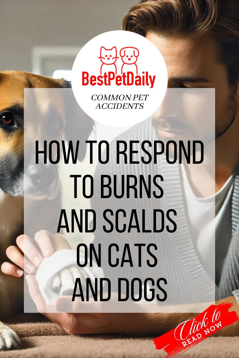 How To Respond To Burns And Scalds On Cats And Dogs — Best Pet Daily