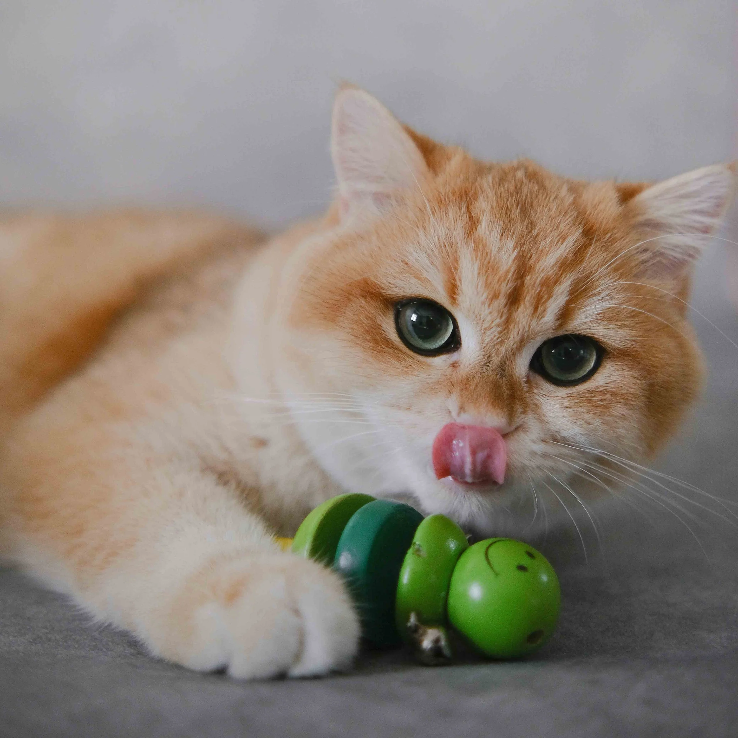 Whisker Workouts: 7 Simple Exercises to Boost Your Cat’s Mood and ...