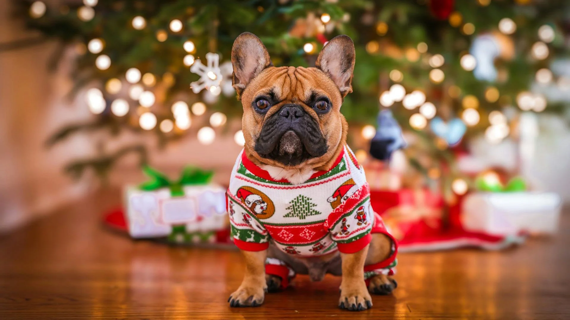 A New Puppy For Christmas? What Every New Pet Parent Needs To Know ...