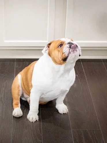 Your Family's Best Friend: 9 Dog Breeds That Fit Right In! — Best Pet Daily