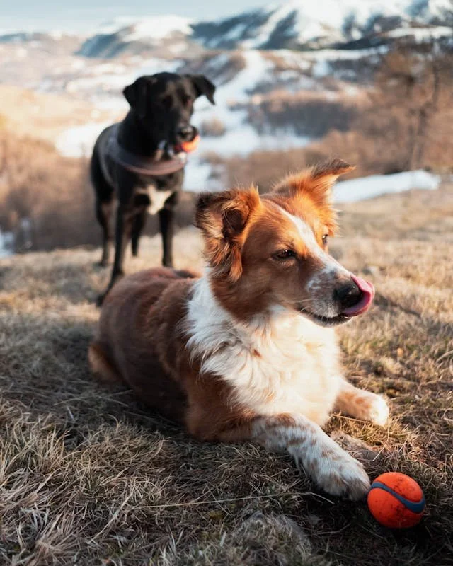 How To Organize The Perfect Dog Playdate — Best Pet Daily