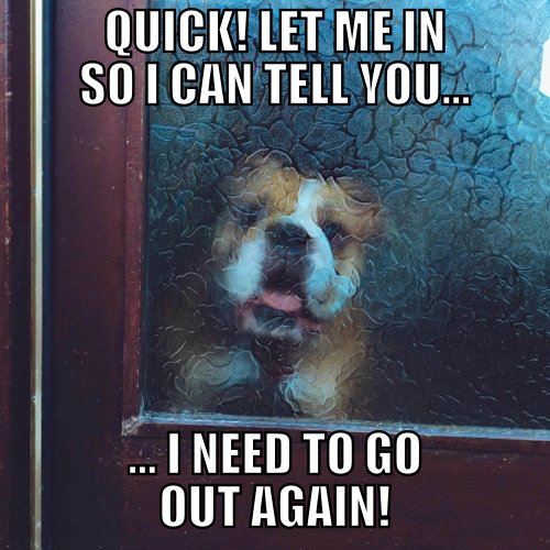 Meme: Quick! Let Me In So I Can Tell You… — Best Pet Daily