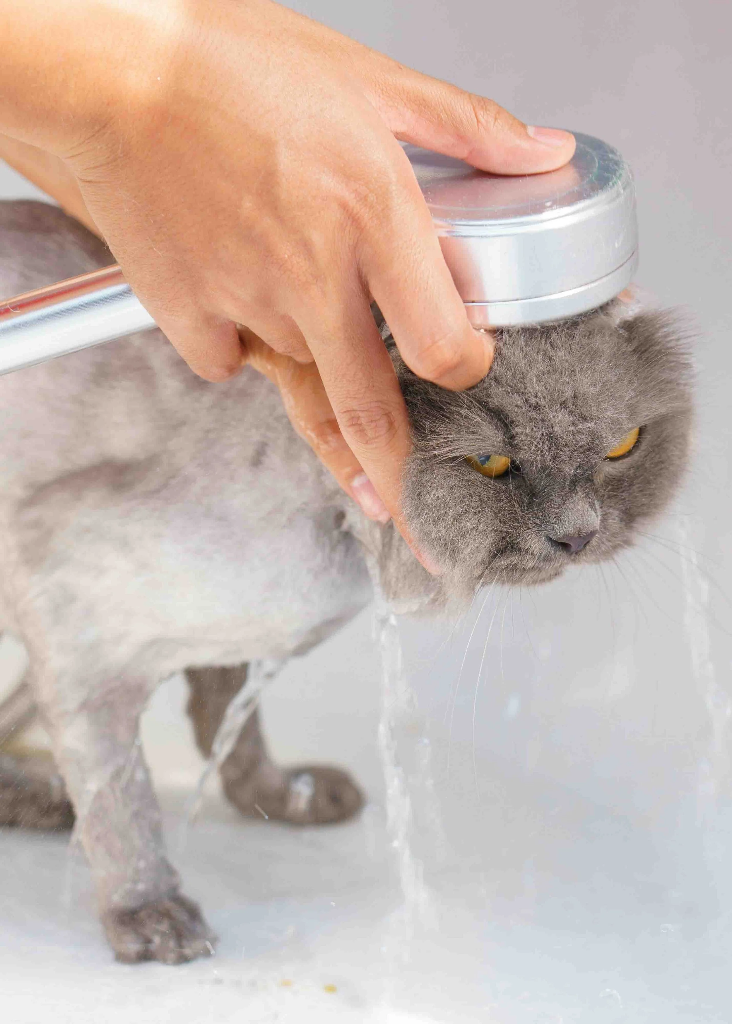Bathing Your Cat: When And How To Do It Right — Best Pet Daily