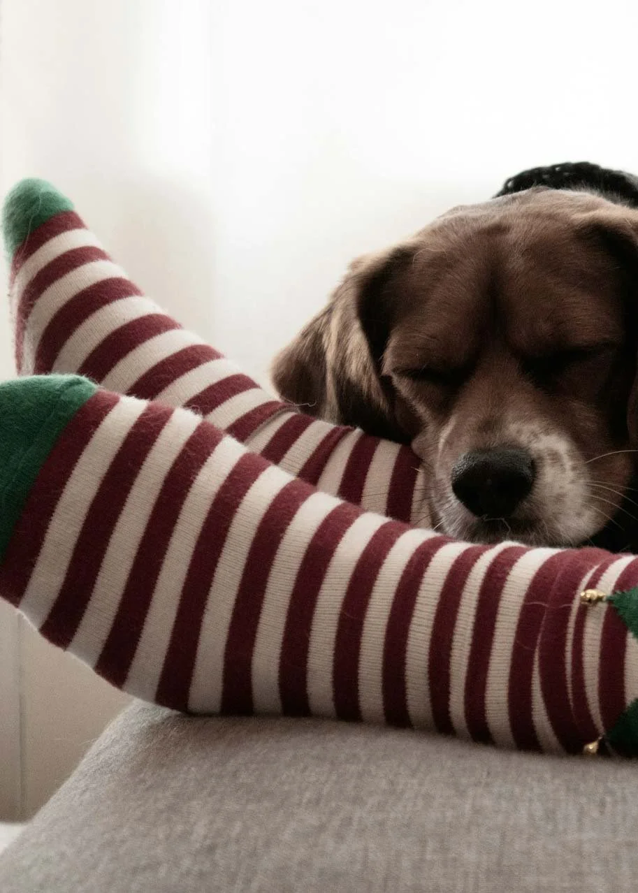 The Great Sock Mystery: Why Dogs Steal Your Socks — Best Pet Daily