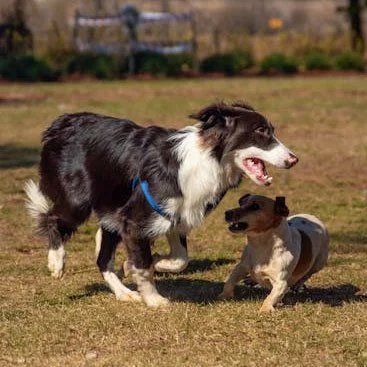How To Organize The Perfect Dog Playdate — Best Pet Daily