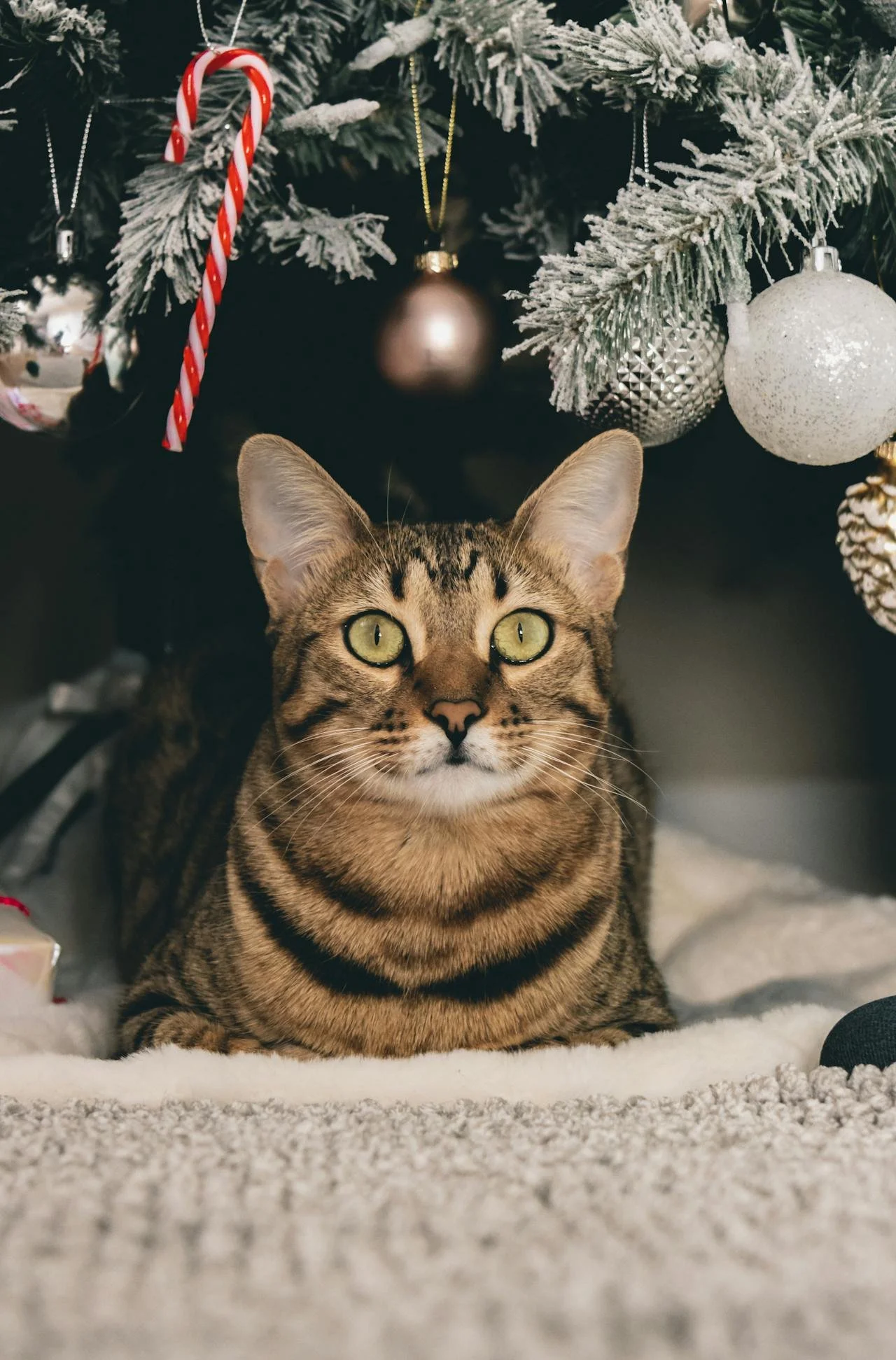 Why Cats Attack Christmas Trees (And How to Keep the Peace) — Best Pet ...