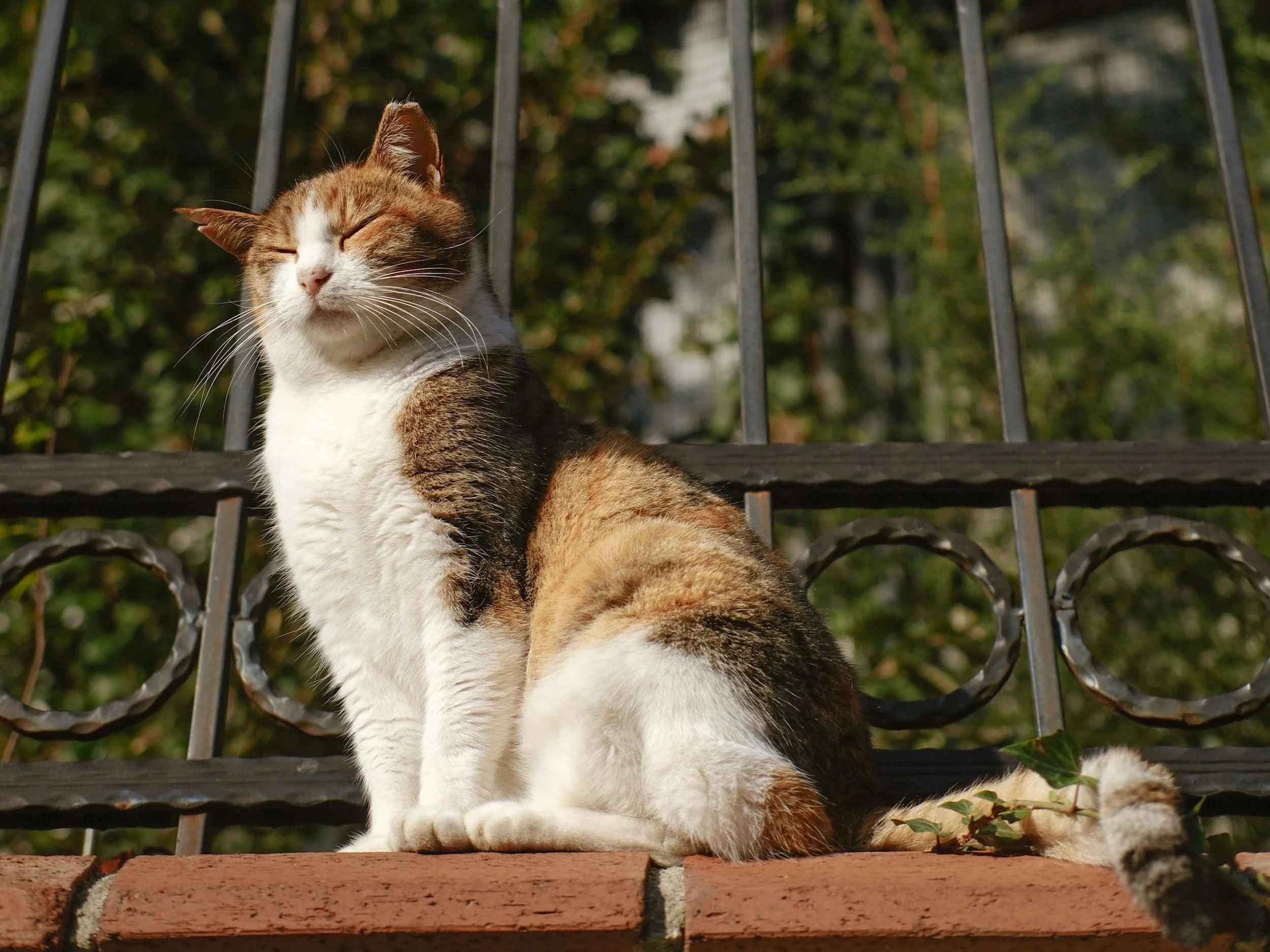 Managing Health Issues In Elderly Cats: A Practical, Helpful Guide ...