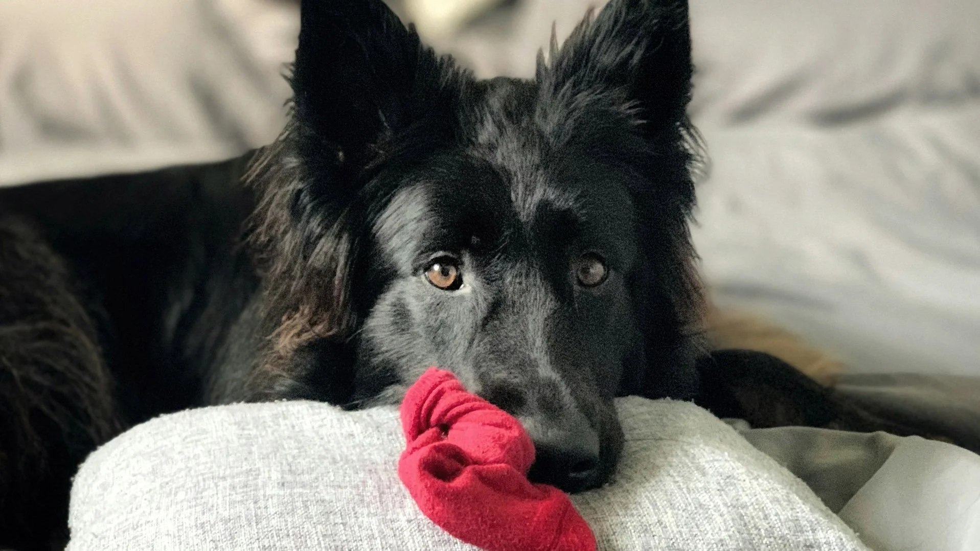 The Great Sock Mystery: Why Dogs Steal Your Socks — Best Pet Daily