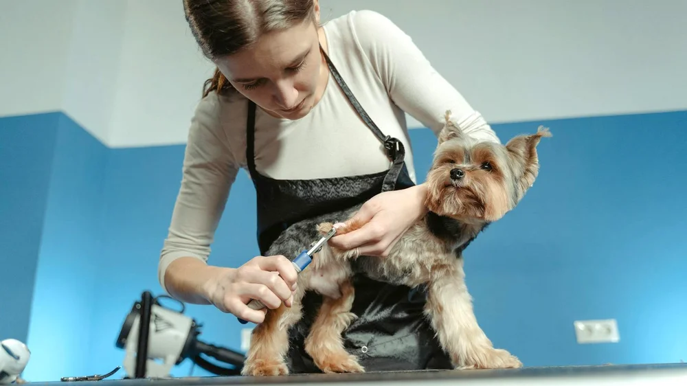 13 Signs Your Dog Needs Professional Grooming — Best Pet Daily