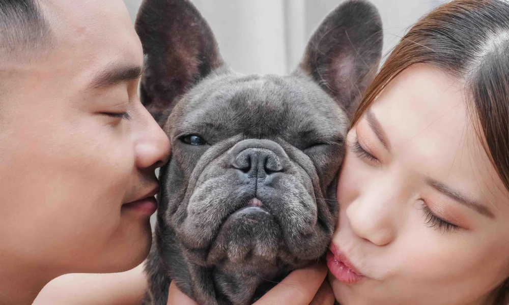 The High Health Cost of Cute: Brachycephalic Dog Breeds — Best Pet Daily