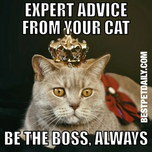 Meme: Expert Advice From Your Cat — Best Pet Daily