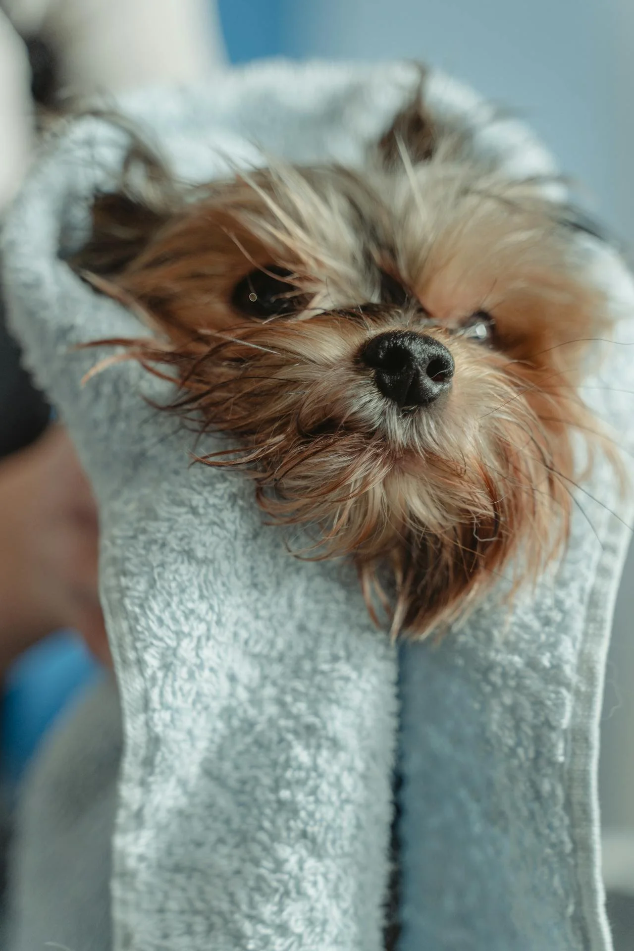 13 Signs Your Dog Needs Professional Grooming — Best Pet Daily