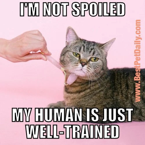 Meme: I’m Not Spoiled — Best Pet Daily