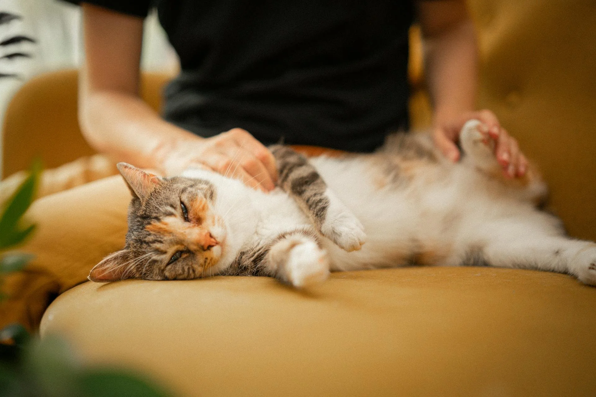 How to Detect Pain and Discomfort in Senior Cats — Best Pet Daily
