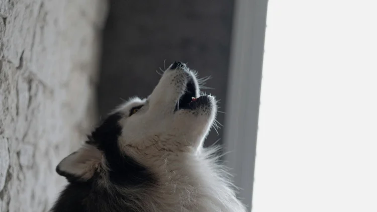 How To Know Your Dog Is Talking To You? Dog Sounds Decoded — Best Pet Daily