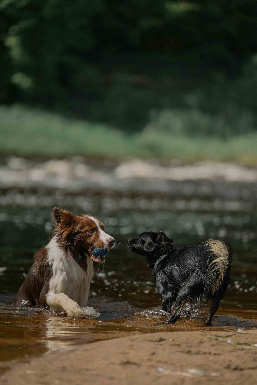 How To Organize The Perfect Dog Playdate — Best Pet Daily