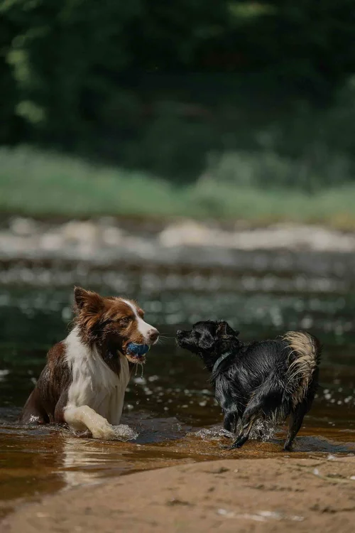 How To Organize The Perfect Dog Playdate — Best Pet Daily