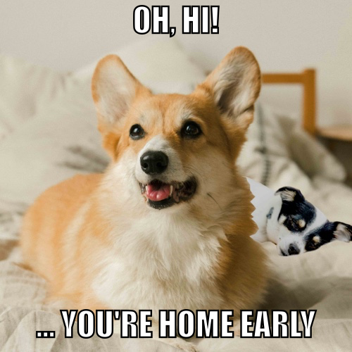 Meme: Oh, Hi! You’re Home… — Best Pet Daily