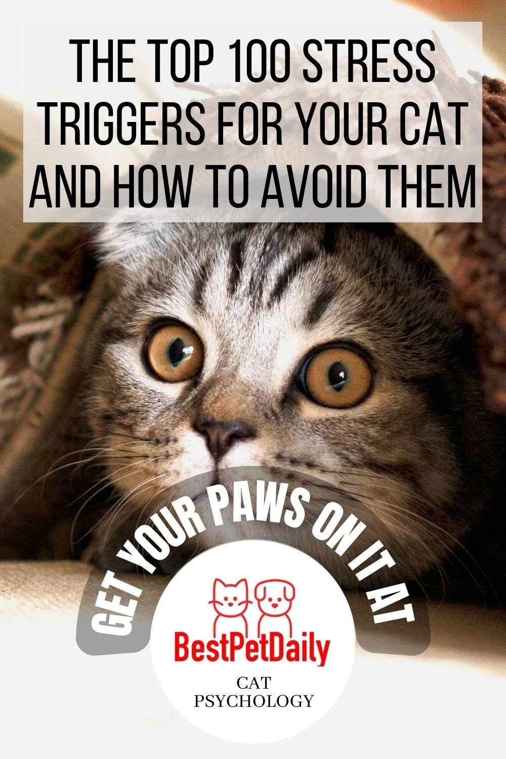 The Top 100 Stress Triggers For Your Cat And How To Avoid Them — Best ...