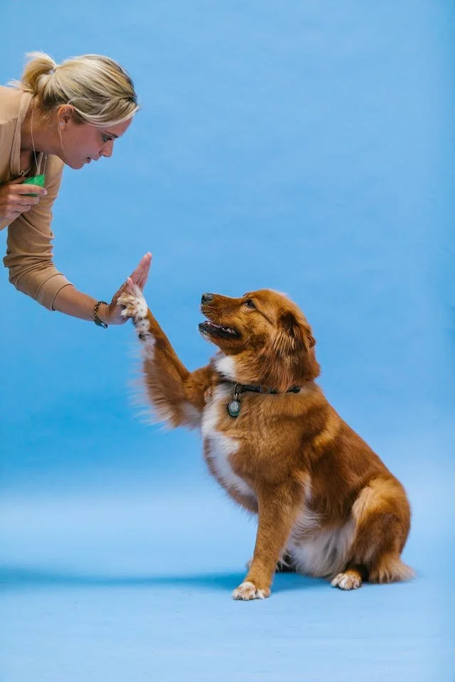 Starting with the Basics: Essential Dog Training Commands — Best Pet Daily