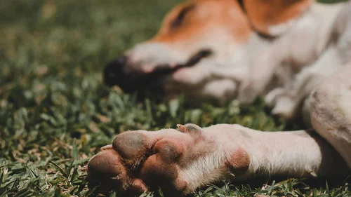 How To Perform CPR on Pets: A Lifesaving Guide — Best Pet Daily