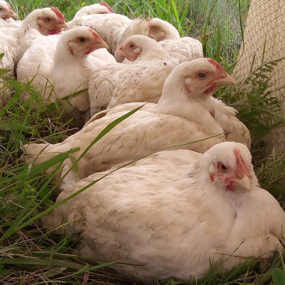 How and Why — Gracemere Farmstead