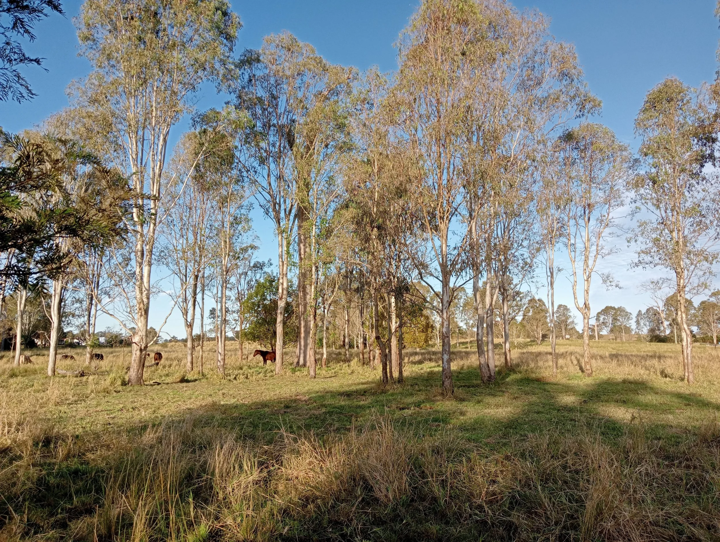 Camping — Gracemere Farmstead